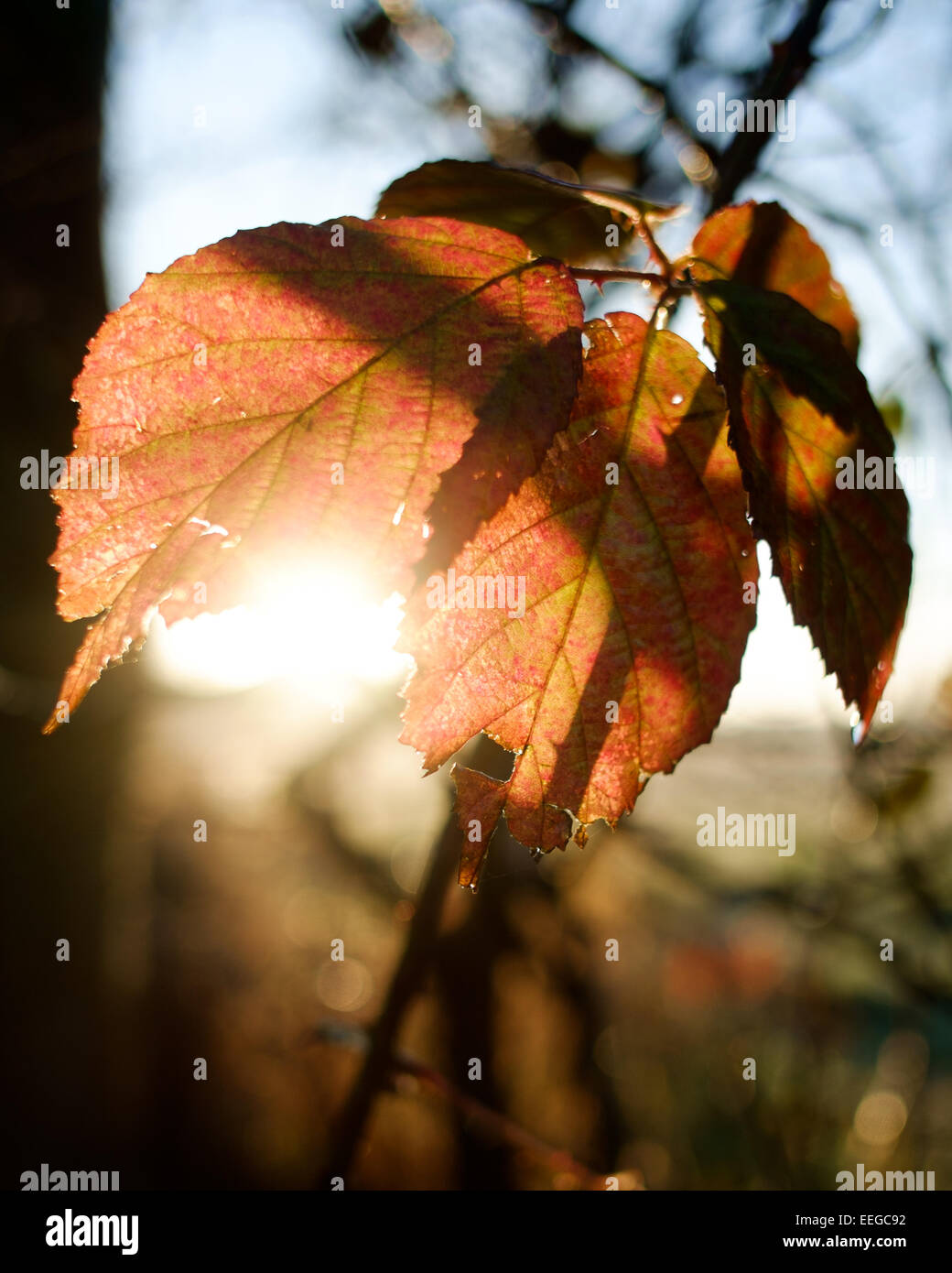 Sunlit leaves in the countryside Stock Photo - Alamy