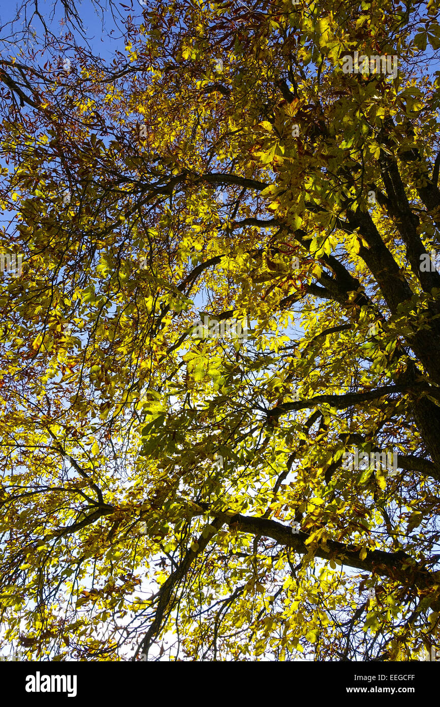 Kastanienbaum hi-res stock photography and images - Alamy