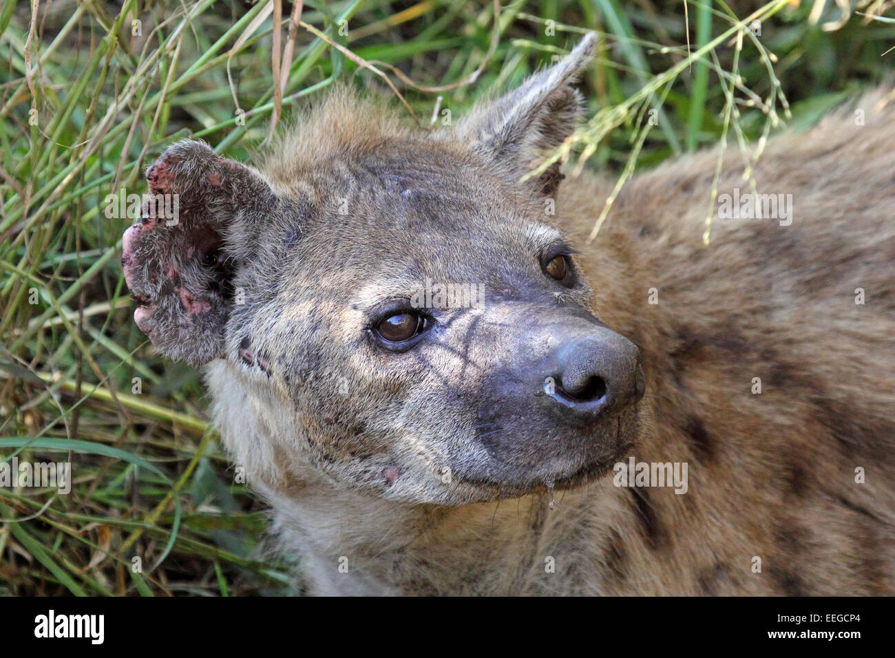Portrait of a spotted hyena, Crocuta crocuta. Also unknown as laughing ...