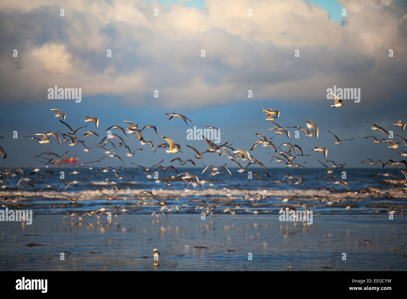 Overwintering flocks of seabirds on Southport beach, Merseyside, UK ...