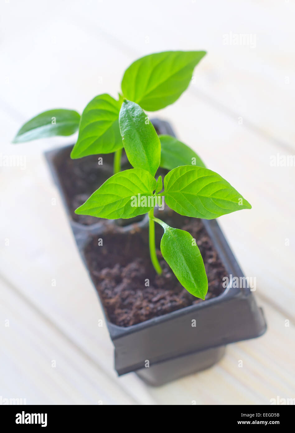 Sedling hi-res stock photography and images - Alamy