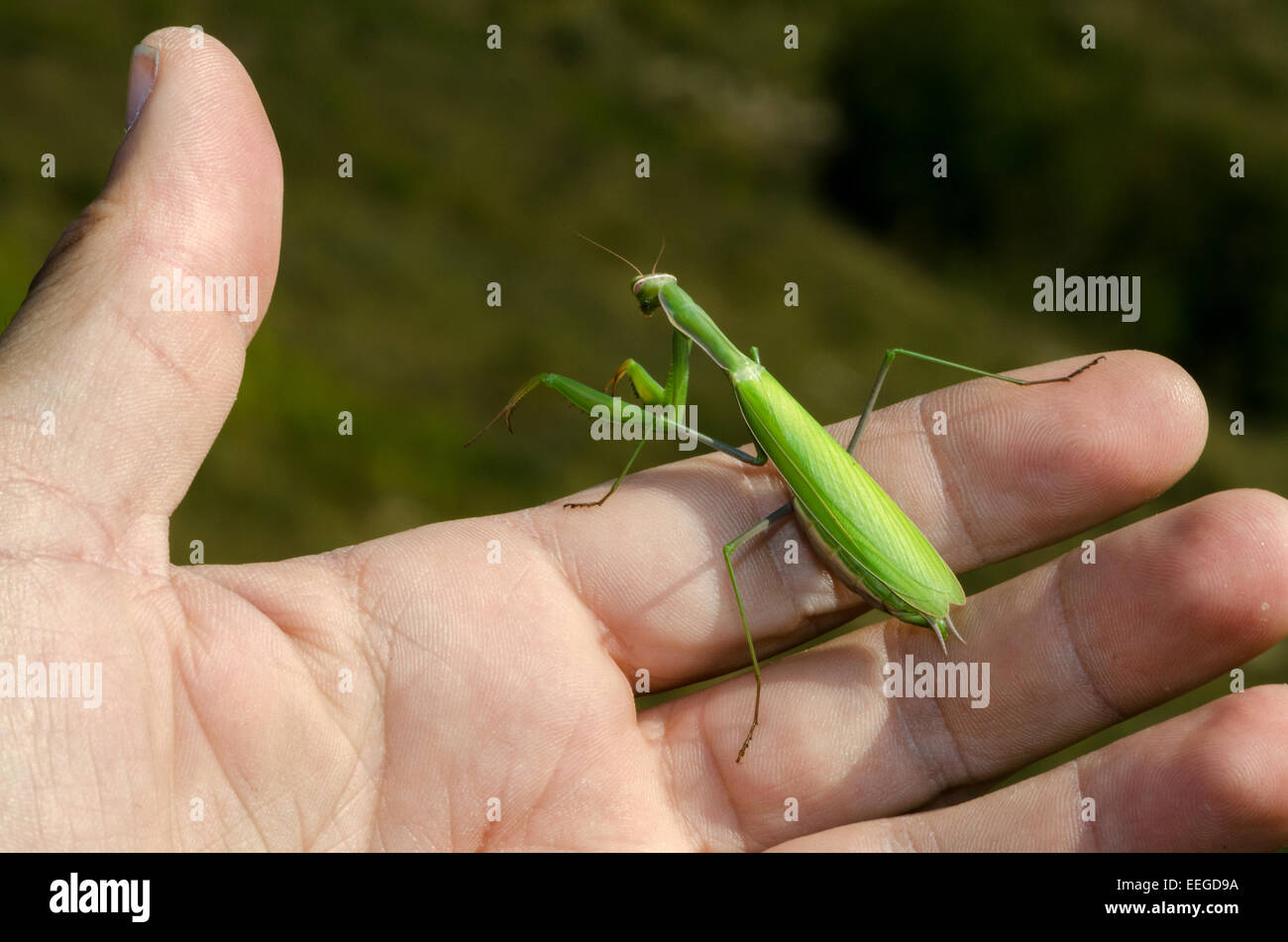 praying mantis on a green hand Stock Photo - Alamy