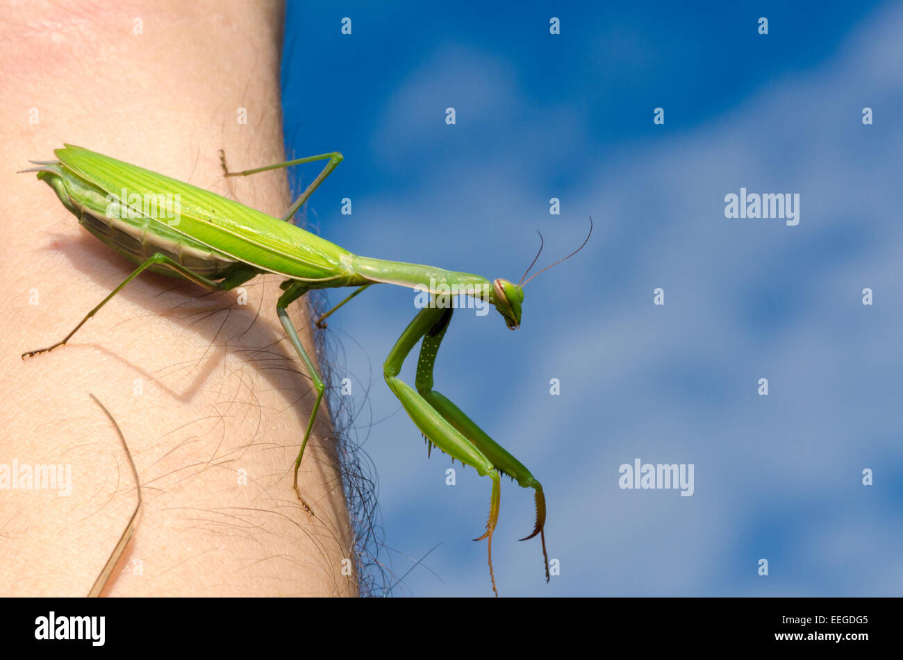 praying mantis on a green hand Stock Photo - Alamy