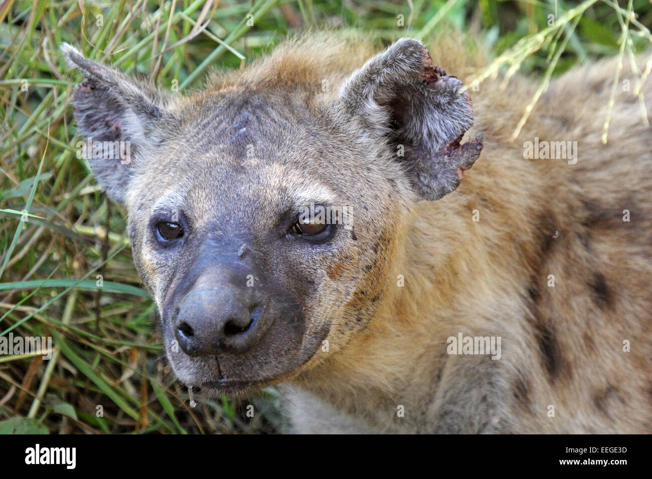 Portrait of a spotted hyena, Crocuta crocuta. Also unknown as laughing ...