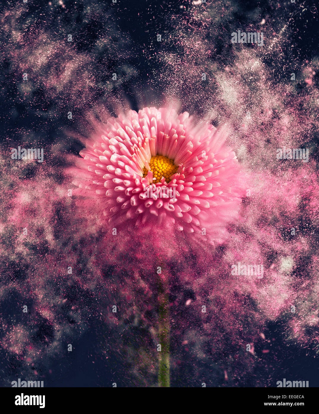 Exploding flower hi-res stock photography and images - Alamy