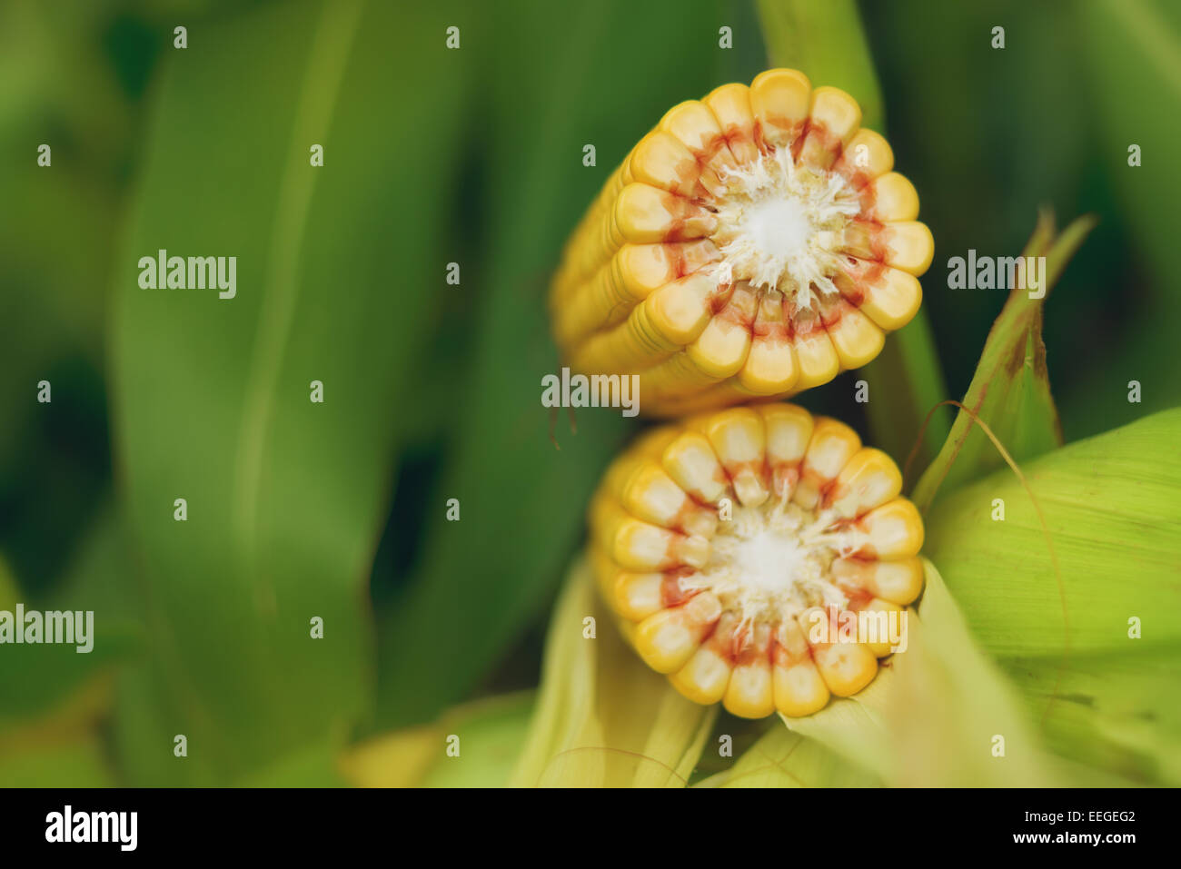 Corn Maize Cob with ripe yellow seed on stalk of corn plant in ...