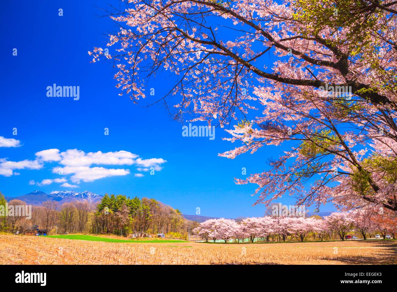 Cherry tree and Mt. Yatsugatake, Yamanashi, Japan Stock Photo - Alamy