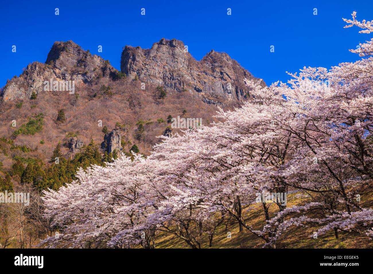 Cherry trees in mt hi-res stock photography and images - Alamy