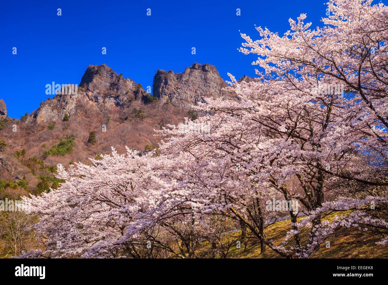 Cherry tree and Mt. Myogi in spring, Japan Stock Photo - Alamy