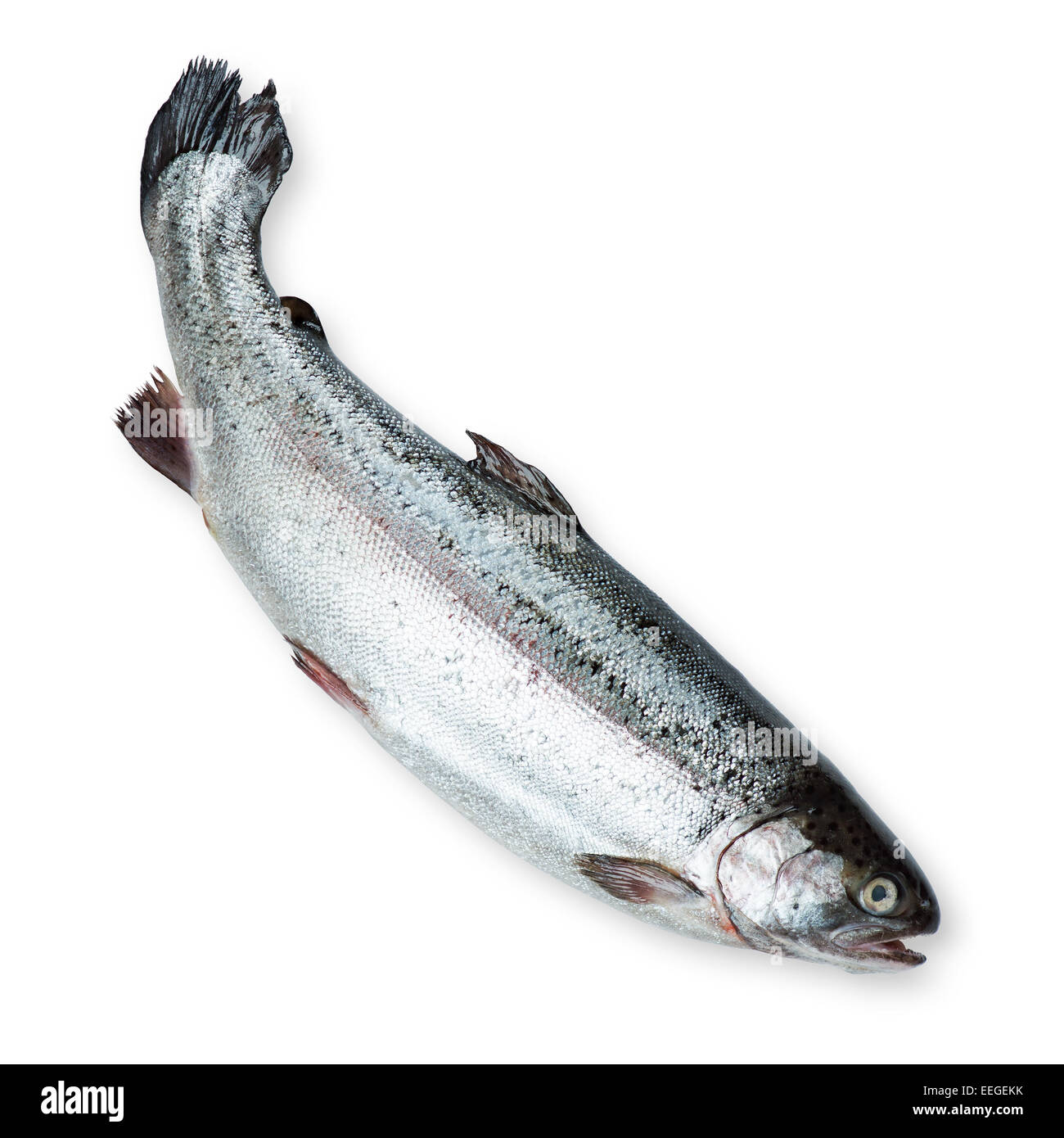 Fresh salmon on white background Stock Photo - Alamy