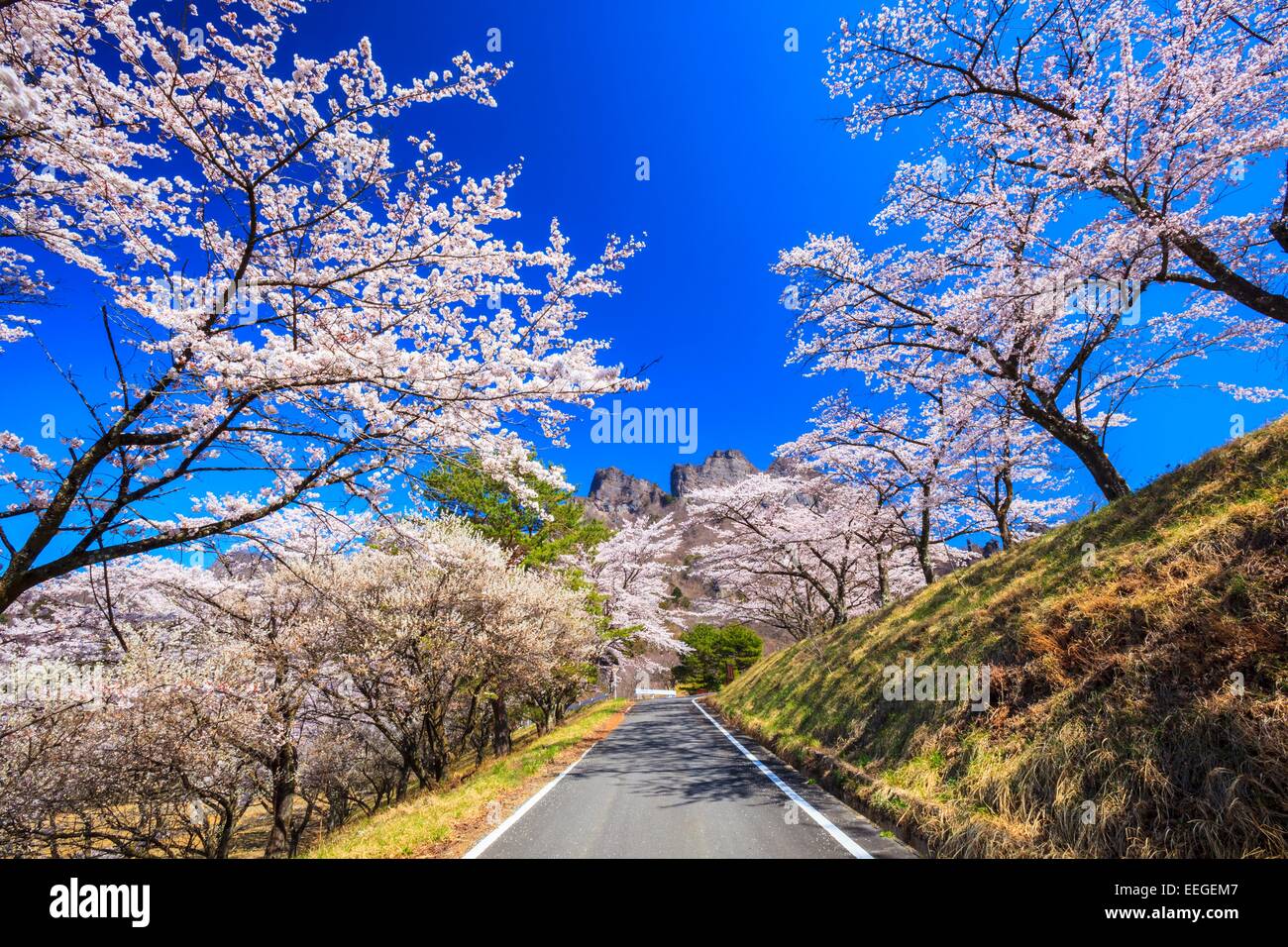 Road through the cherry trees, Mt. Myogi, Gunma, Japan Stock Photo - Alamy
