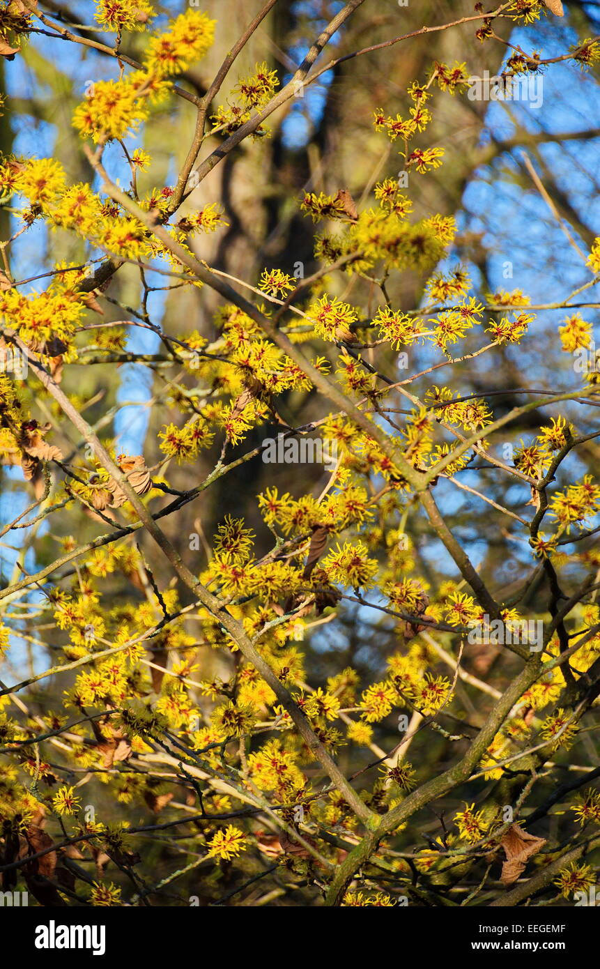 Hamamelis mollis, Witch Hazel Stock Photo - Alamy