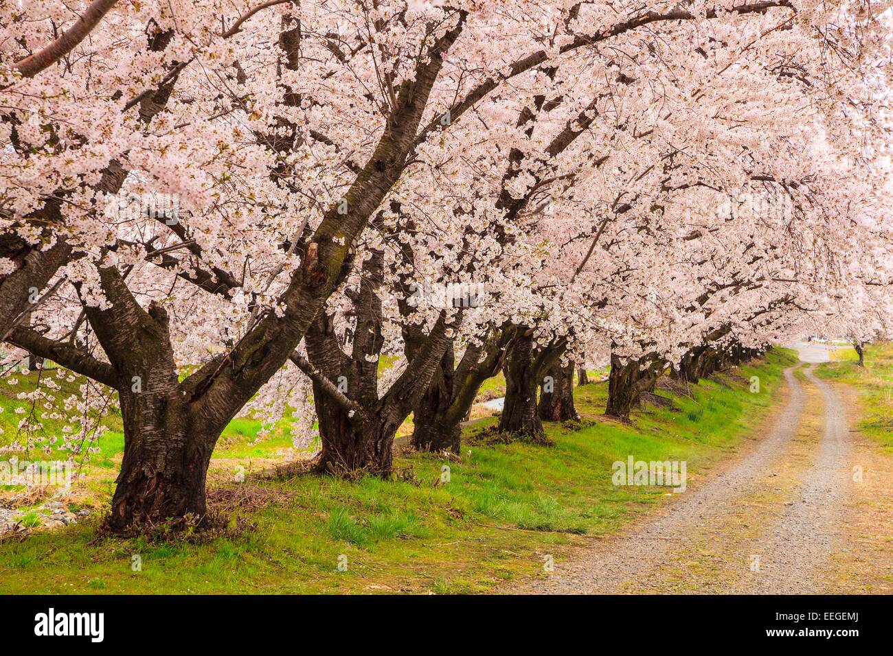 Cherry blossoms bloom path, Japan Stock Photo - Alamy