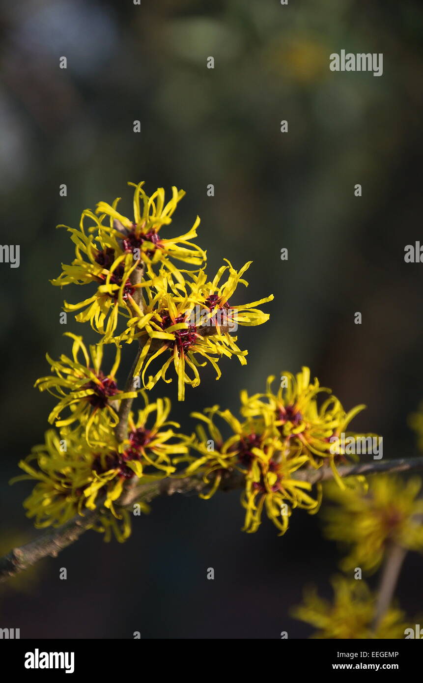 Hamamelis mollis, Witch Hazel Stock Photo - Alamy