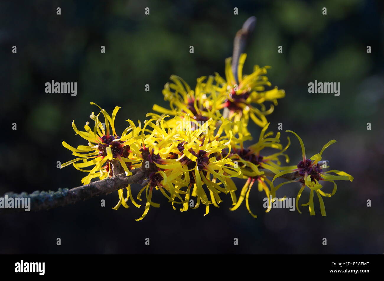 Hamamelis tree winter hi-res stock photography and images - Alamy