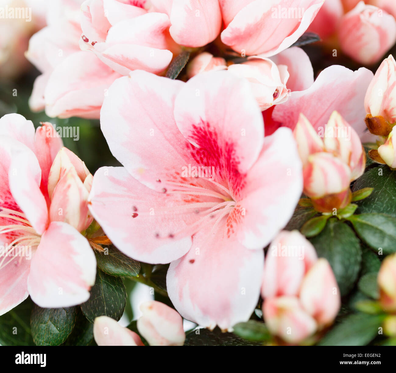 Blossoming cream-white azalea close up Stock Photo - Alamy