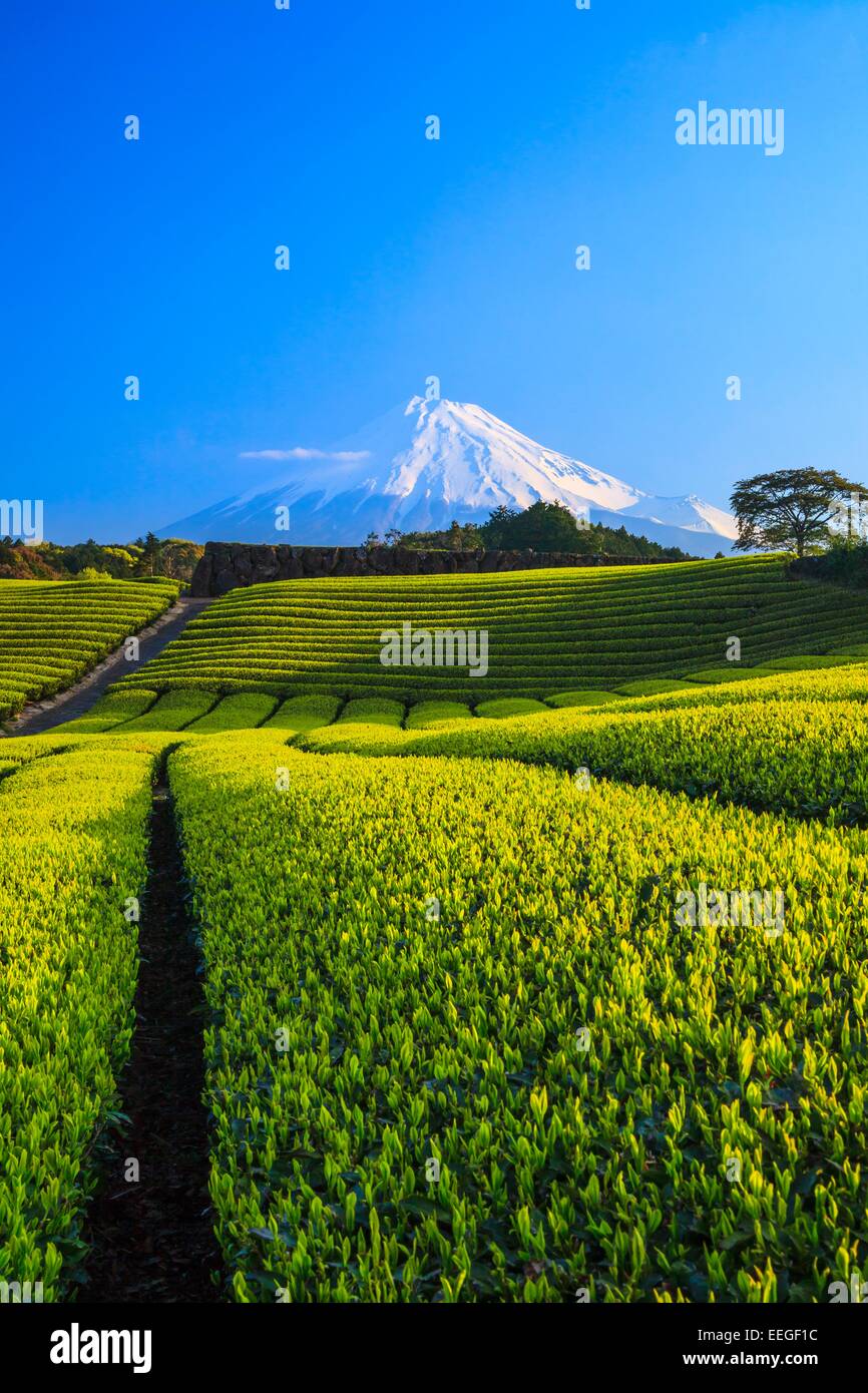 Japanese green tea plantation and Mt. Fuji, Shizuoka, Japan Stock Photo ...