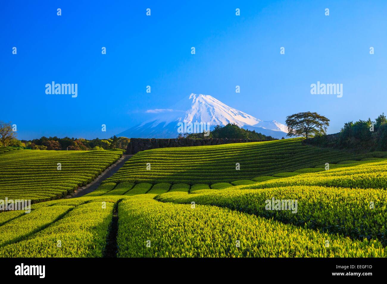 Japanese green tea plantation and Mt. Fuji, Shizuoka, Japan Stock Photo ...