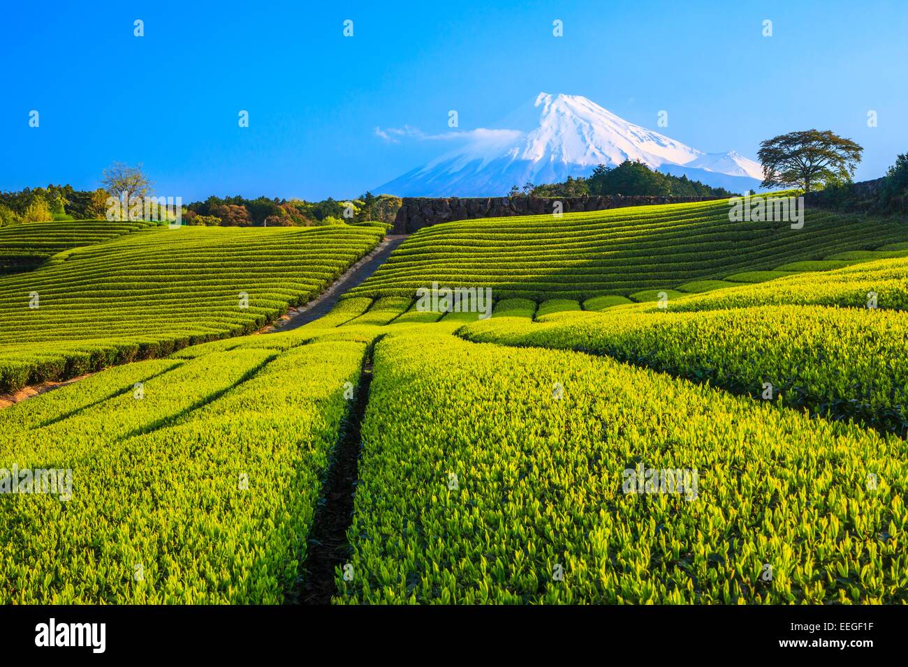 Japanese green tea plantation and Mt. Fuji, Shizuoka, Japan Stock Photo ...