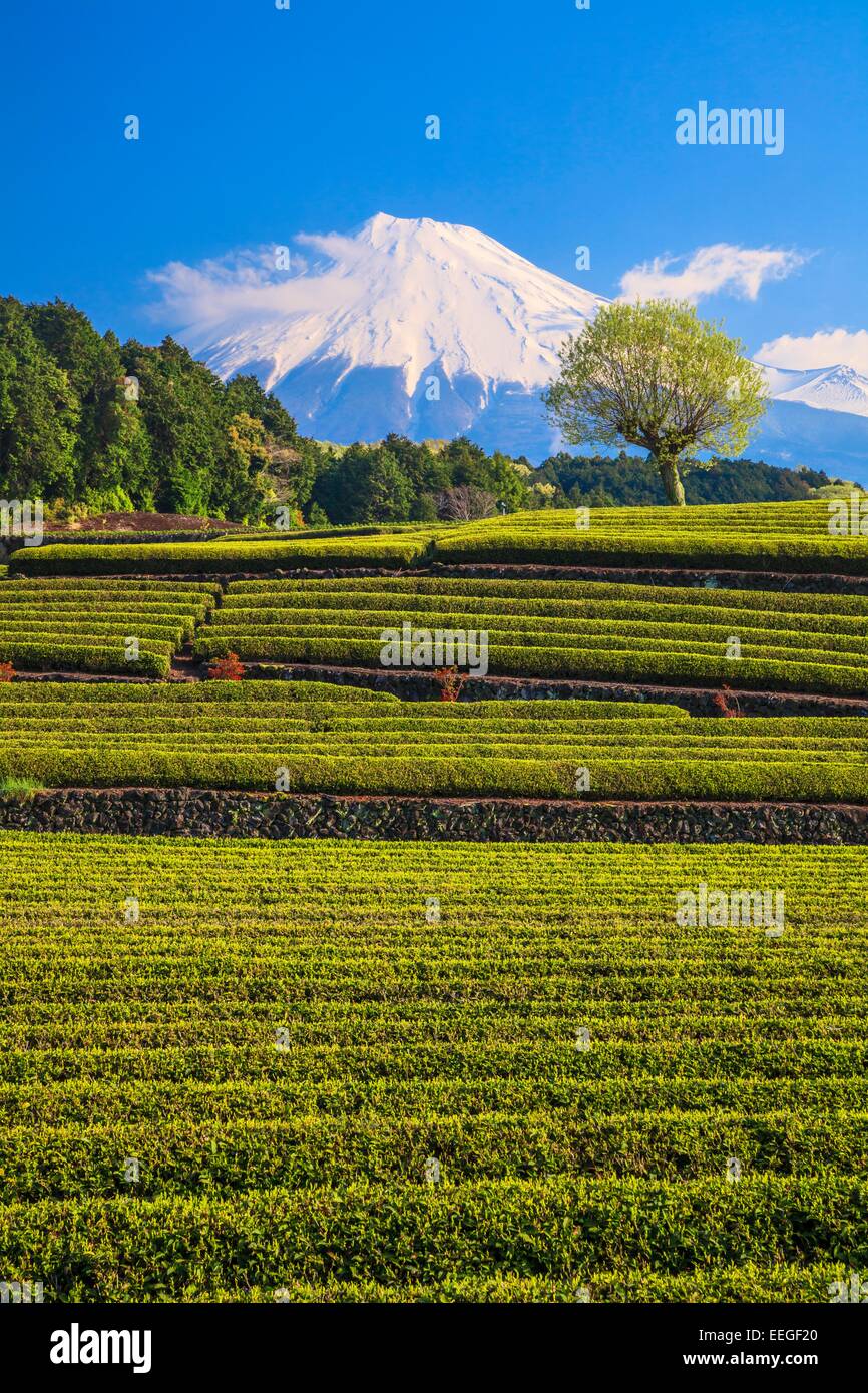 Japanese green tea plantation and Mt. Fuji, Shizuoka, Japan Stock Photo ...