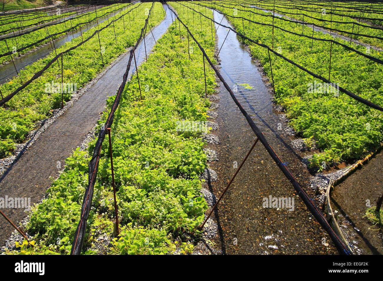 Wasabi farm, Azumino, Nagano, Japan Stock Photo - Alamy