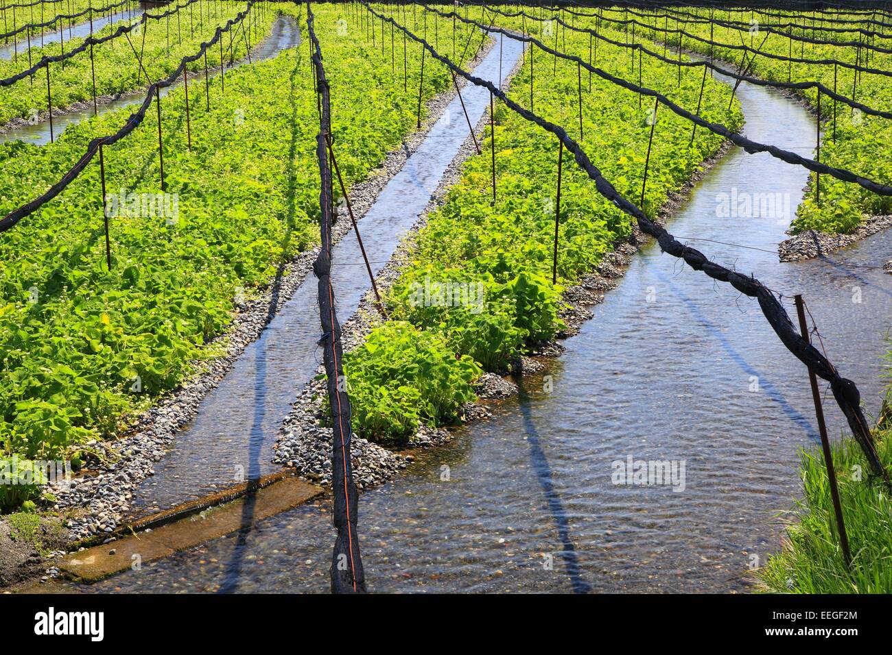 Wasabi farm, Azumino, Nagano, Japan Stock Photo - Alamy