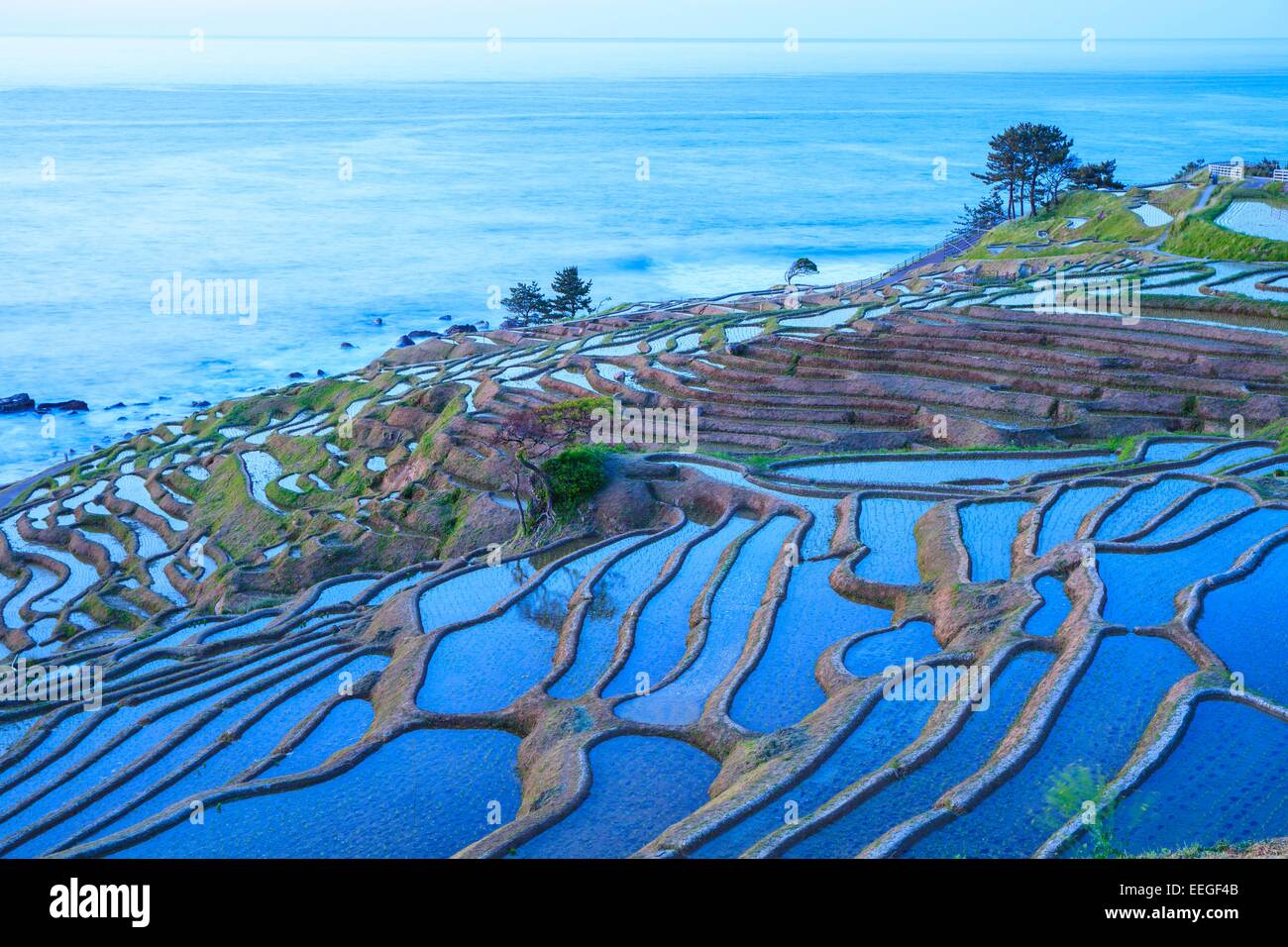 Rice terraces at twilight, Shiroyone senmaida, Ishikawa,Japan Stock ...