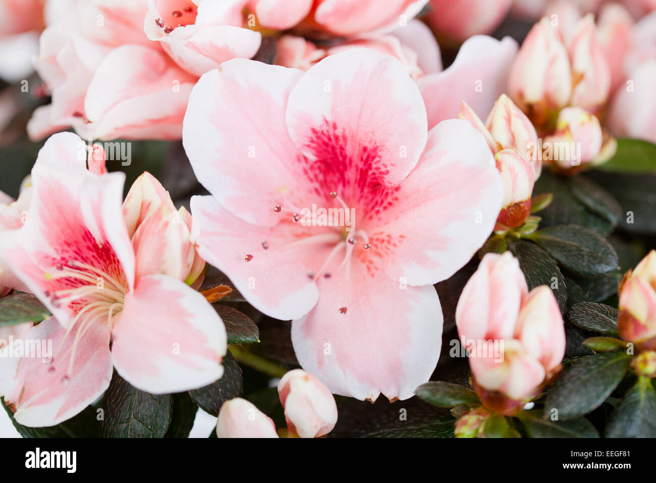 Blossoming cream-white azalea close up Stock Photo - Alamy