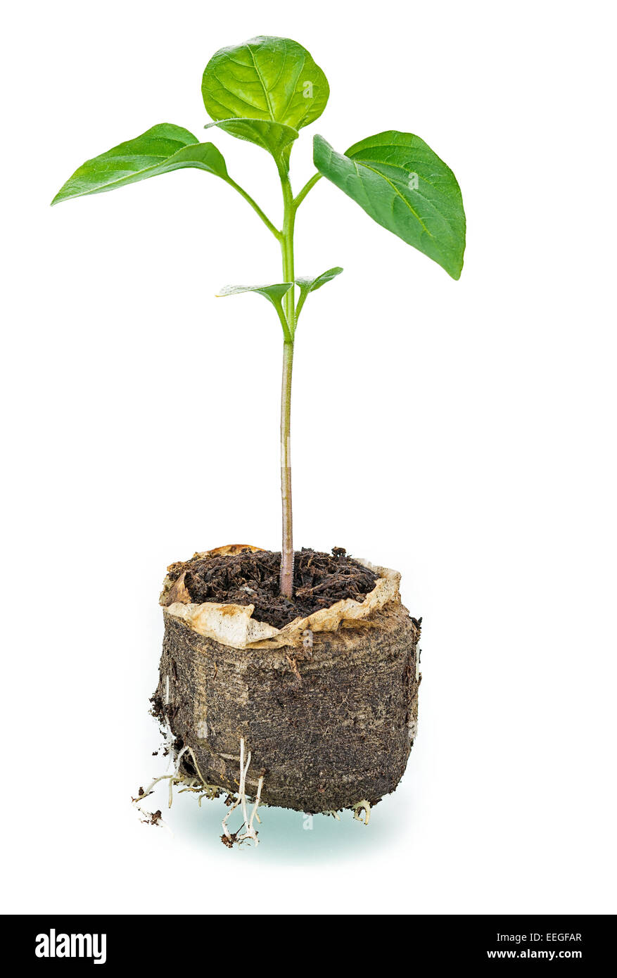 Green sprout growing from soil. Isolated on white Stock Photo - Alamy