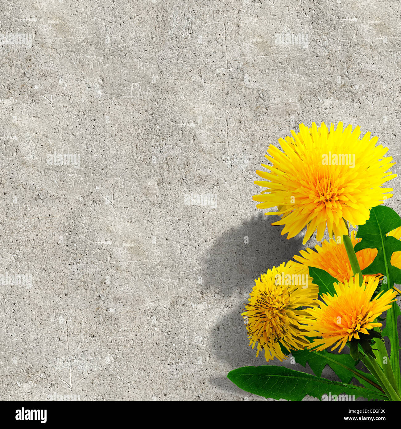 Dandelions on defocused art background Stock Photo - Alamy