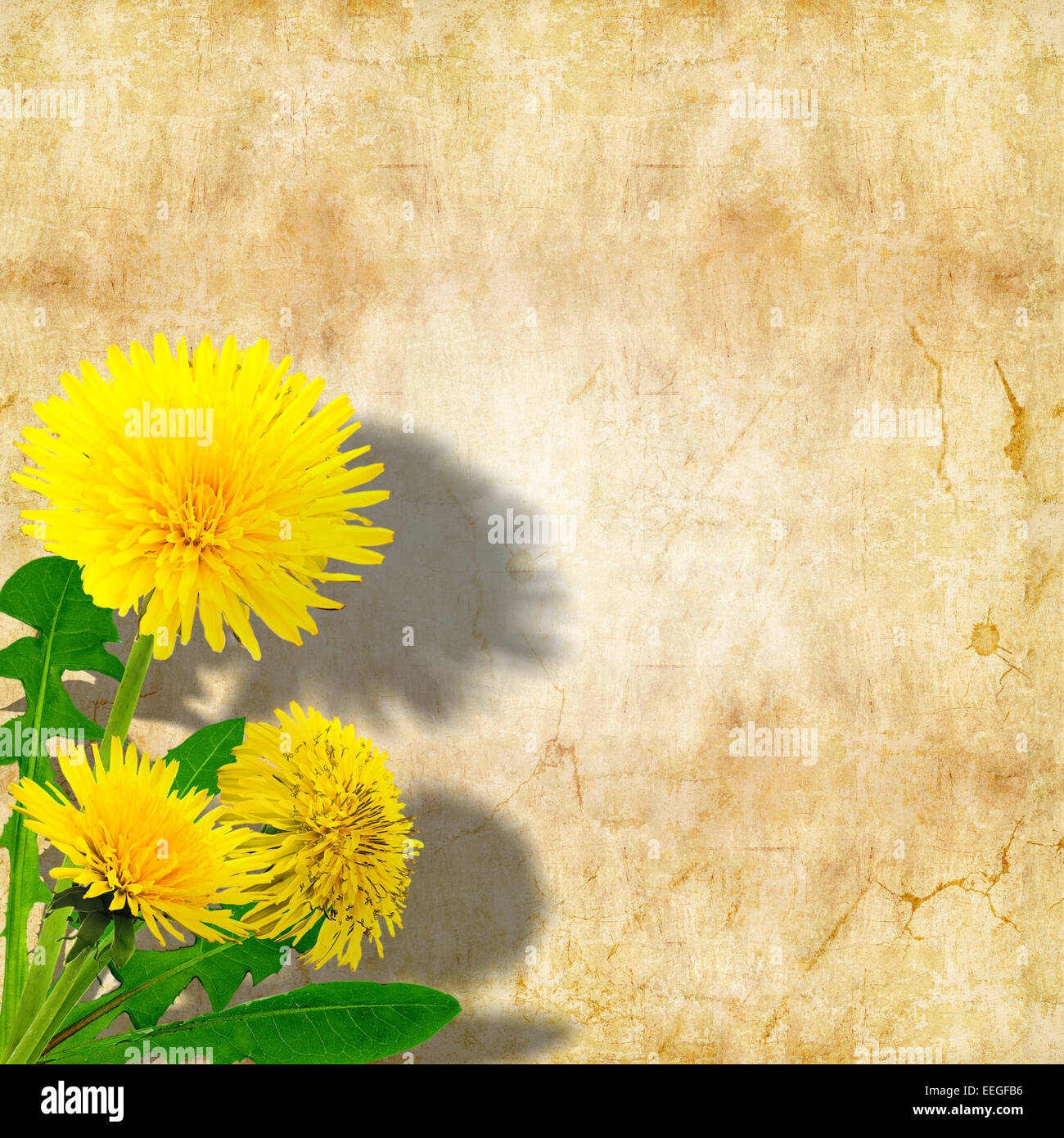 Dandelions on defocused art background Stock Photo - Alamy
