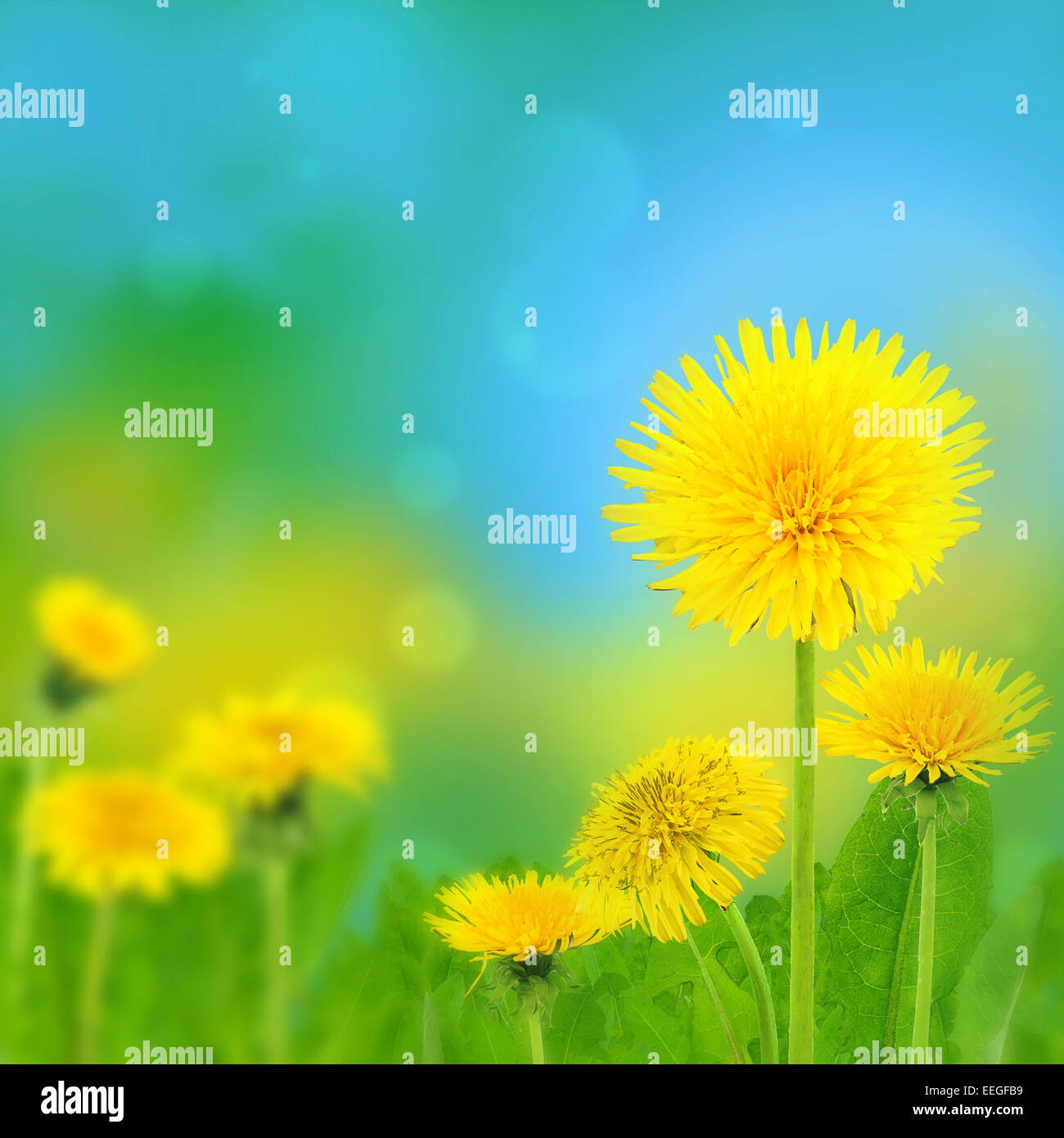 Dandelions on defocused art background Stock Photo - Alamy