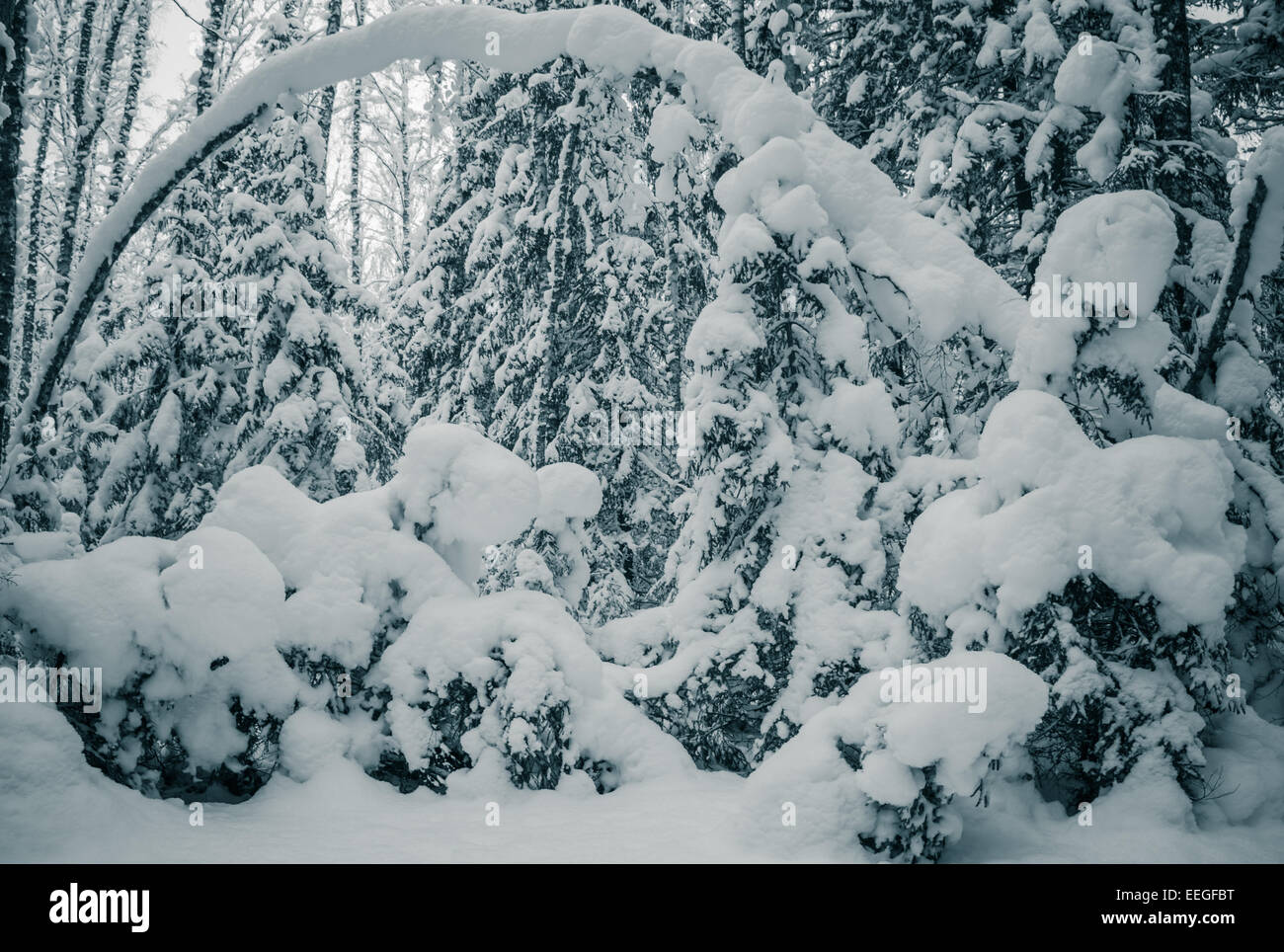 Wood trees hi-res stock photography and images - Alamy