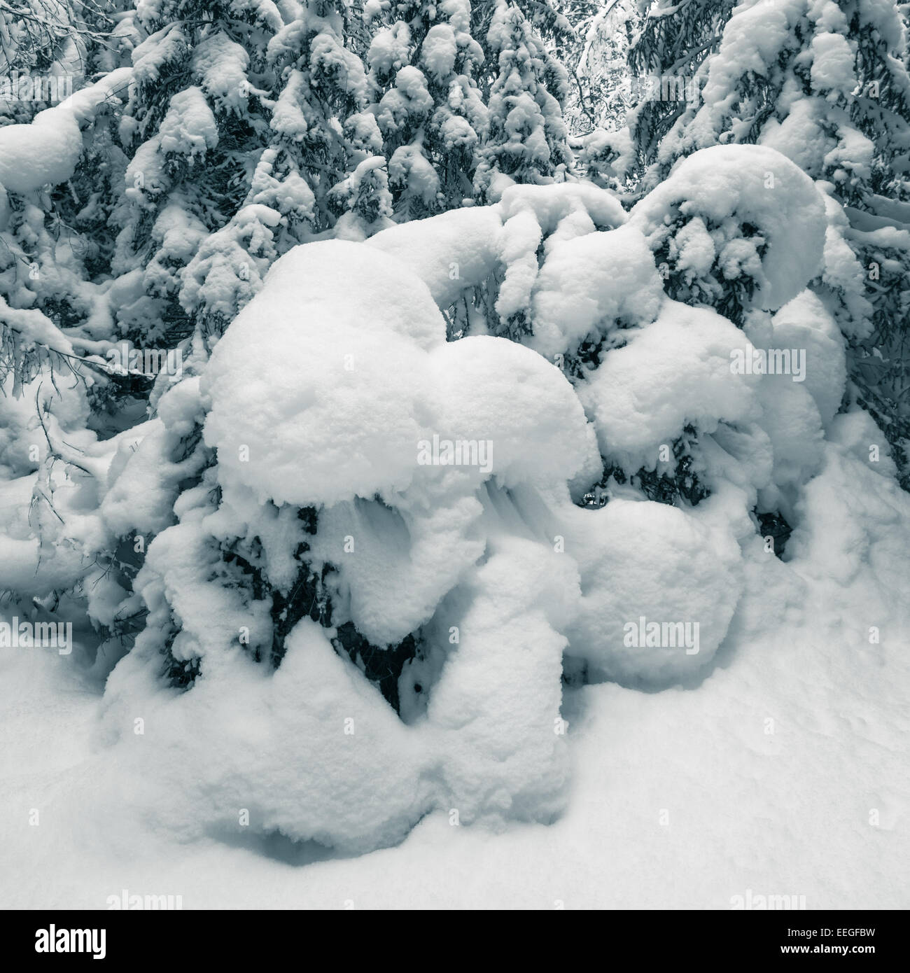 Wood trees hi-res stock photography and images - Alamy