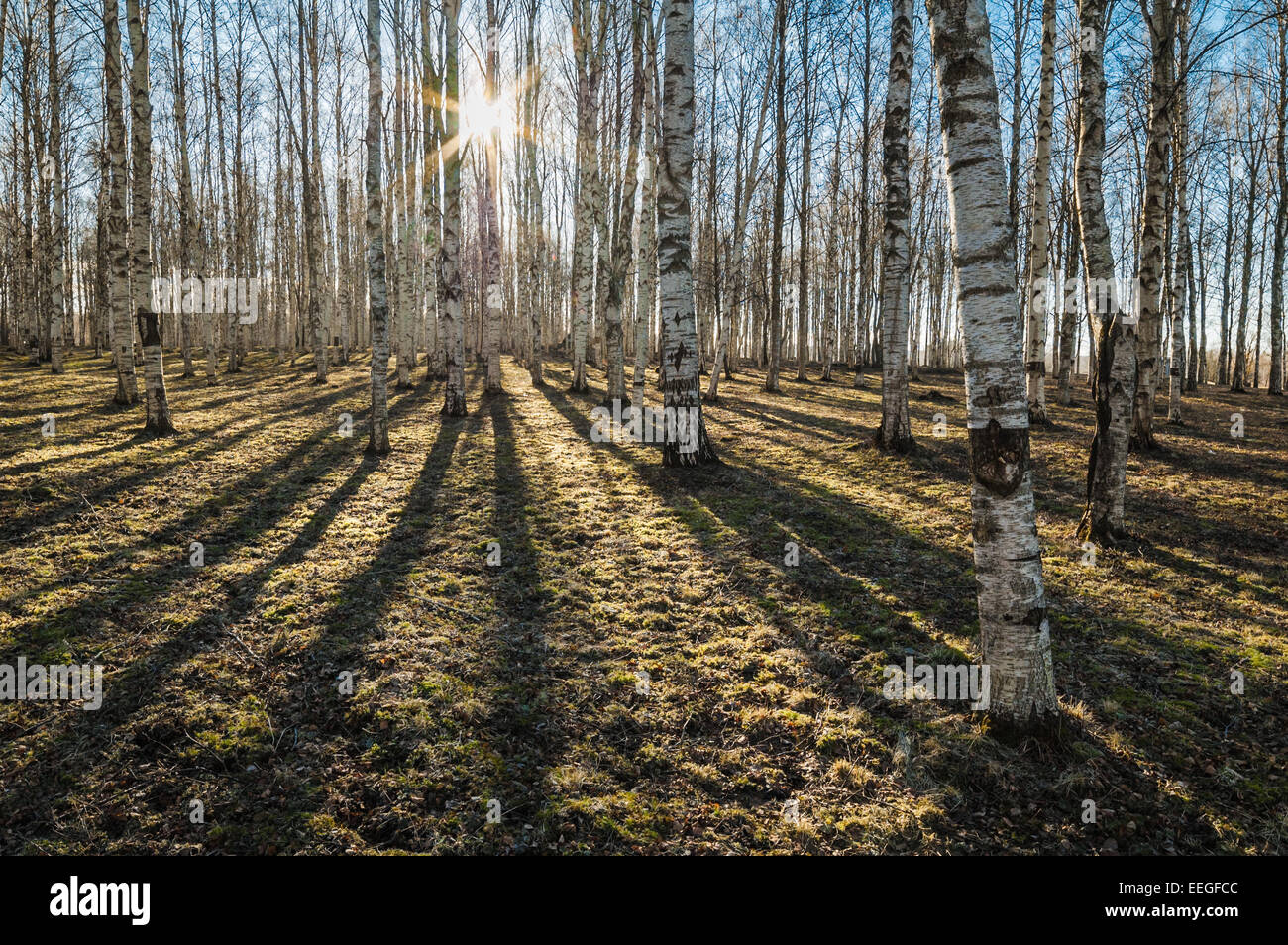 Birch forest in russia hi-res stock photography and images - Alamy