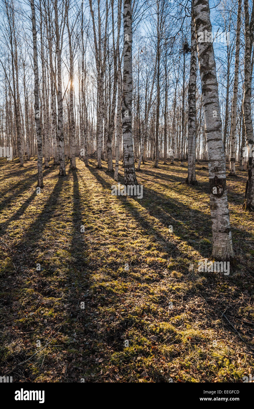 Sunny spring morning in birch forest Stock Photo - Alamy