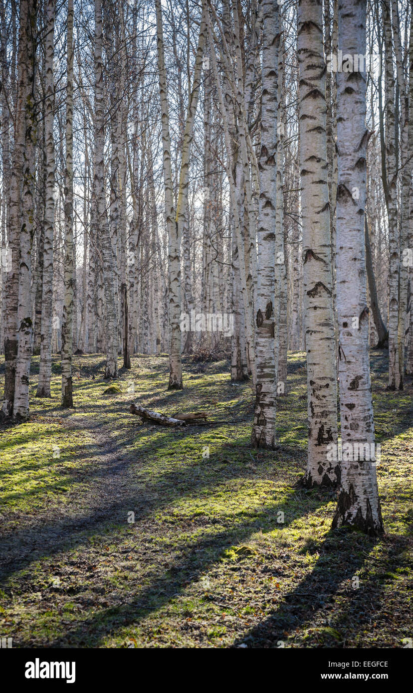 Birch alley in spring hi-res stock photography and images - Alamy