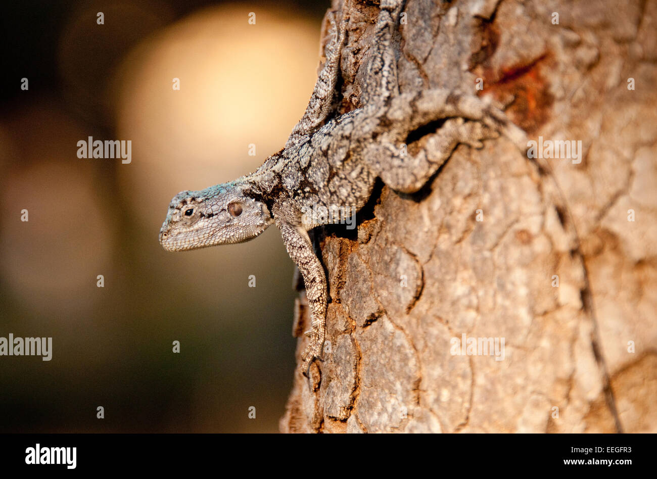 Southern Tree Agama (Acanthocercus atricollis) at Skukuza, Kruger ...