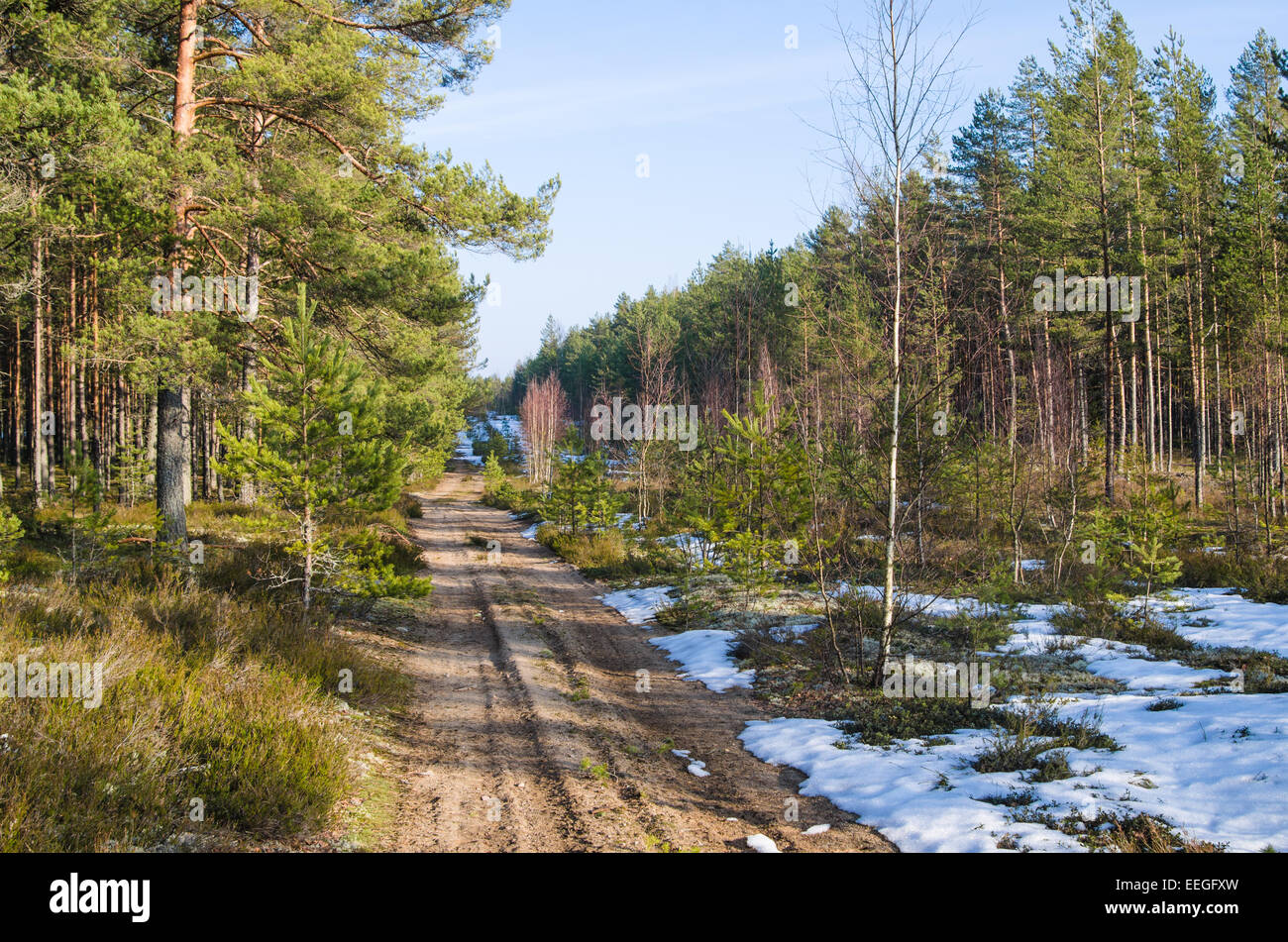 Spring landscape with forest road Stock Photo - Alamy