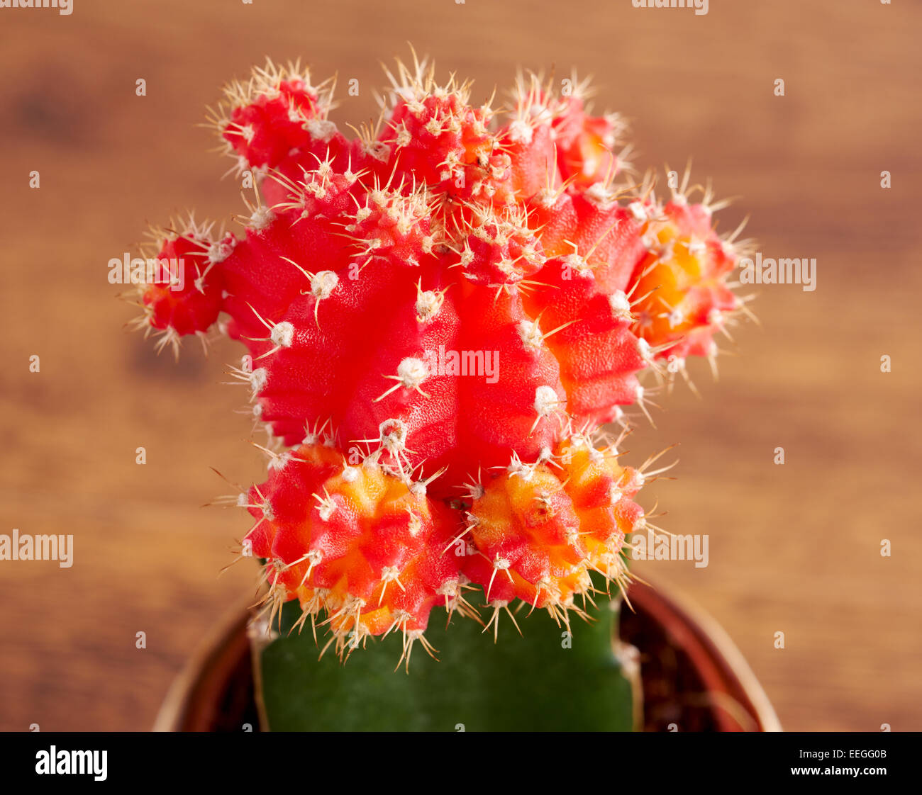 Cactus on a white background, gymnocalycium mihanovichii variegata ...