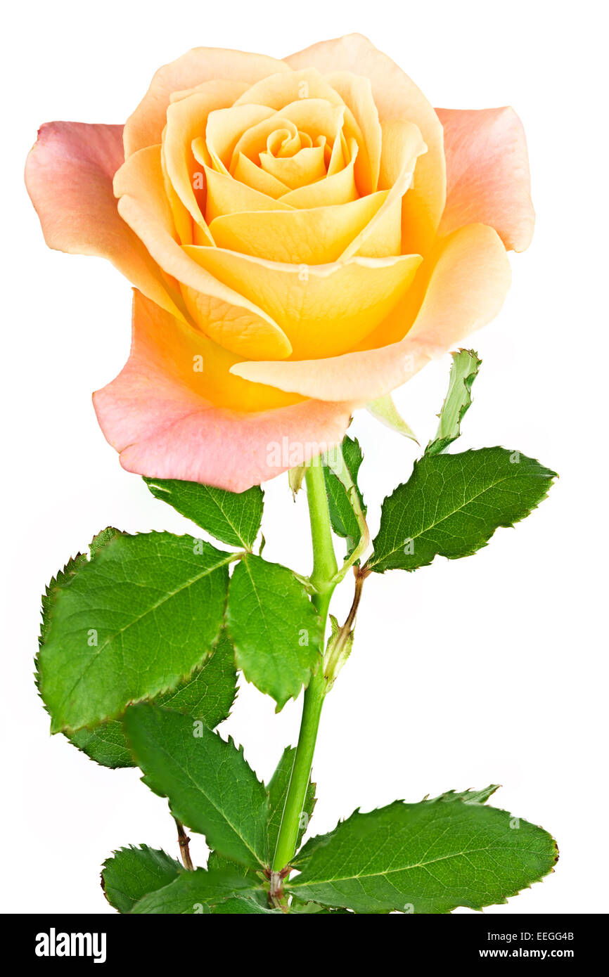 one fresh rose. Isolation on a white background with a clipping path ...
