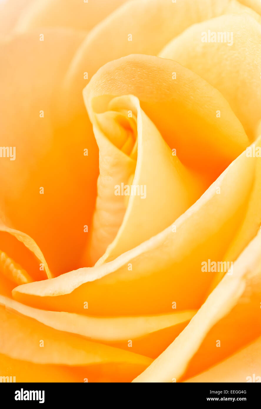 Image of a rose hi-res stock photography and images - Alamy