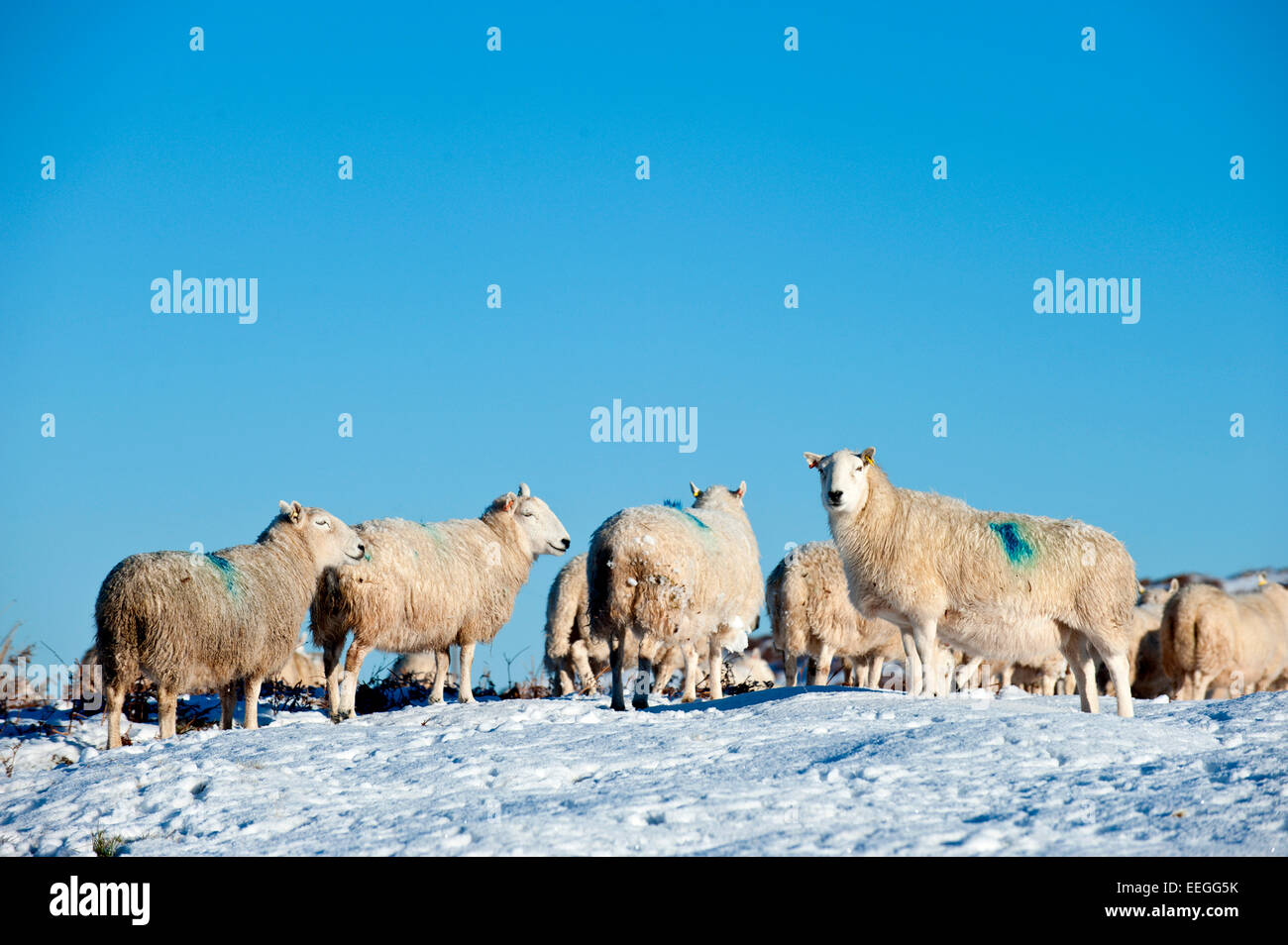 Mynydd Epynt, Powys, UK. 18th January, 2015. Sheep wait for the farmer ...