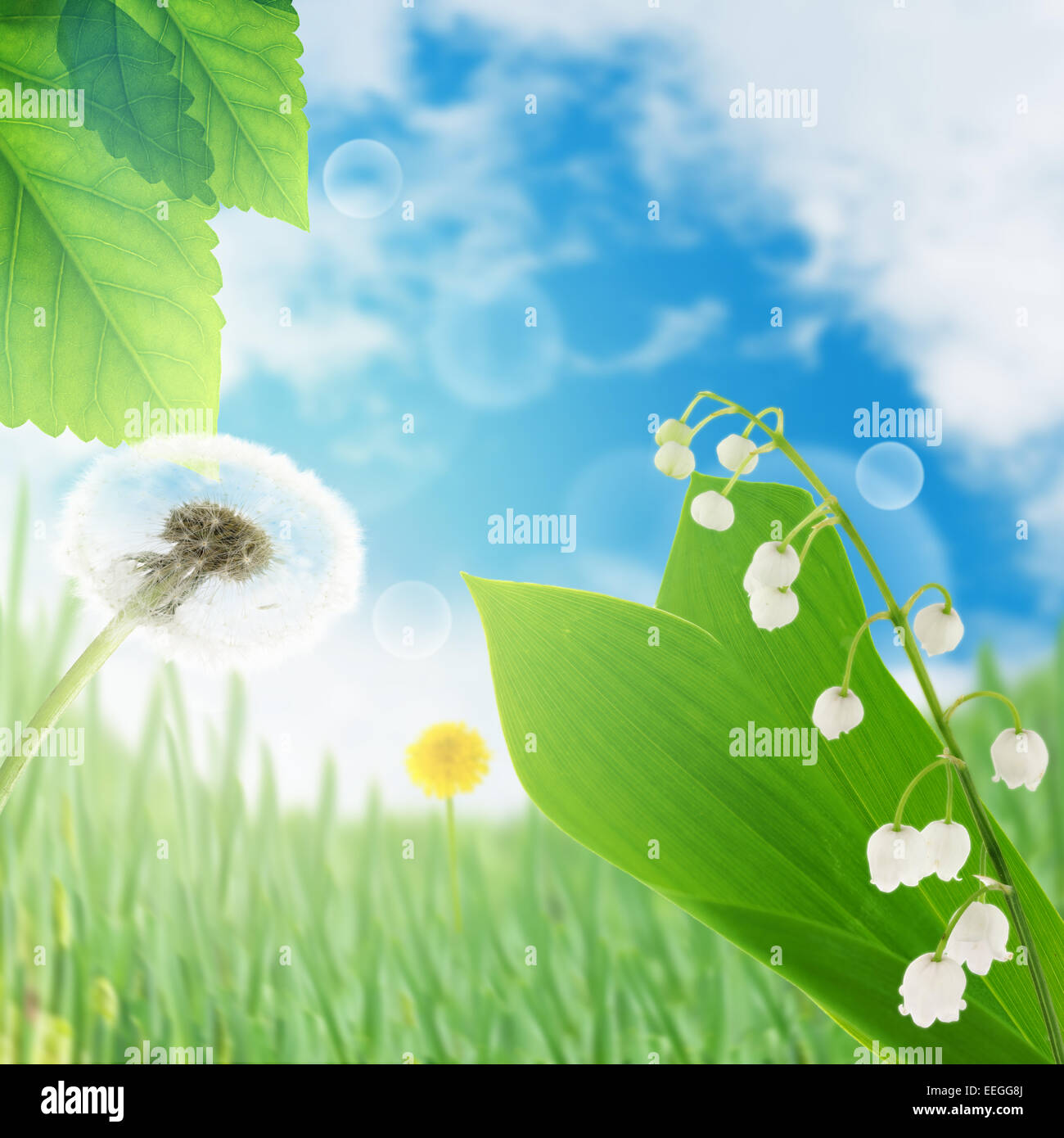 bouquet of may-lily . Spring nature background Stock Photo - Alamy