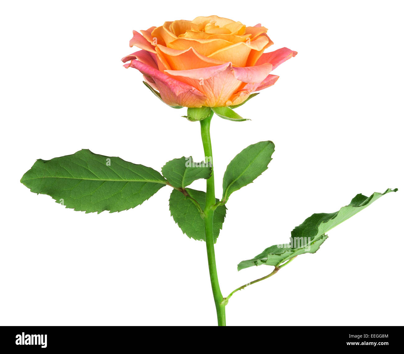 one fresh rose. Isolation on a white background with a clipping path ...