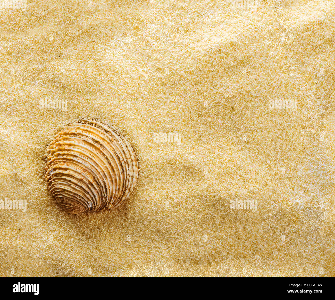 sea shell with sand as background Stock Photo - Alamy