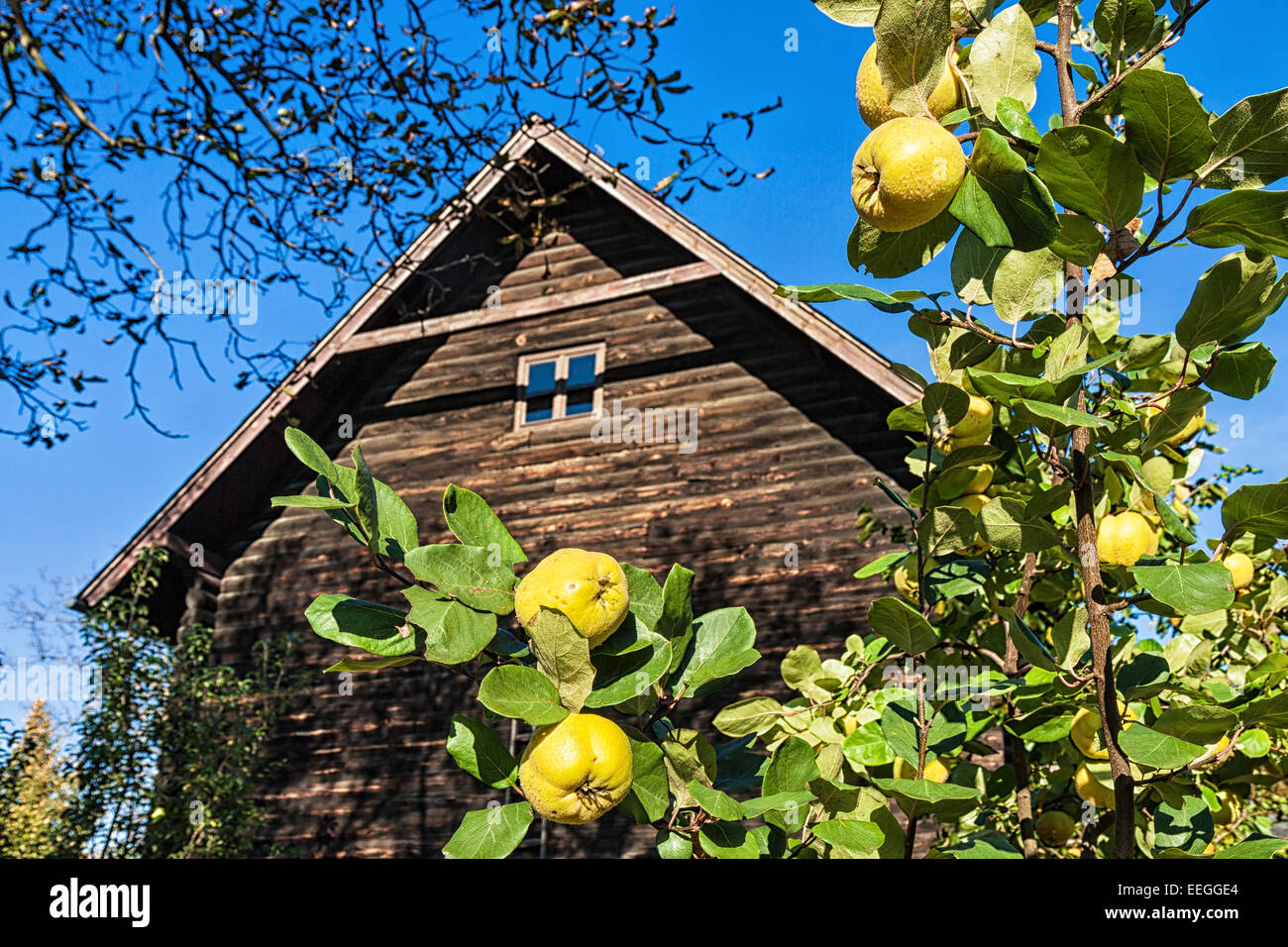 Apple tree with house and blue sky Stock Photo - Alamy