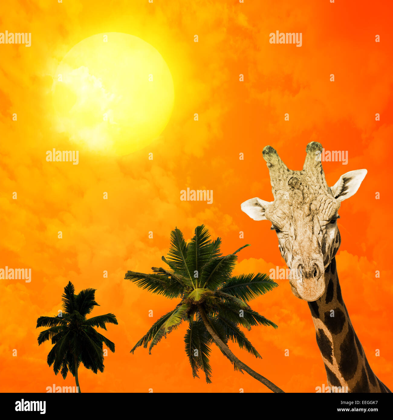 Portrait of surprised giraffe on tropical white background Stock Photo ...
