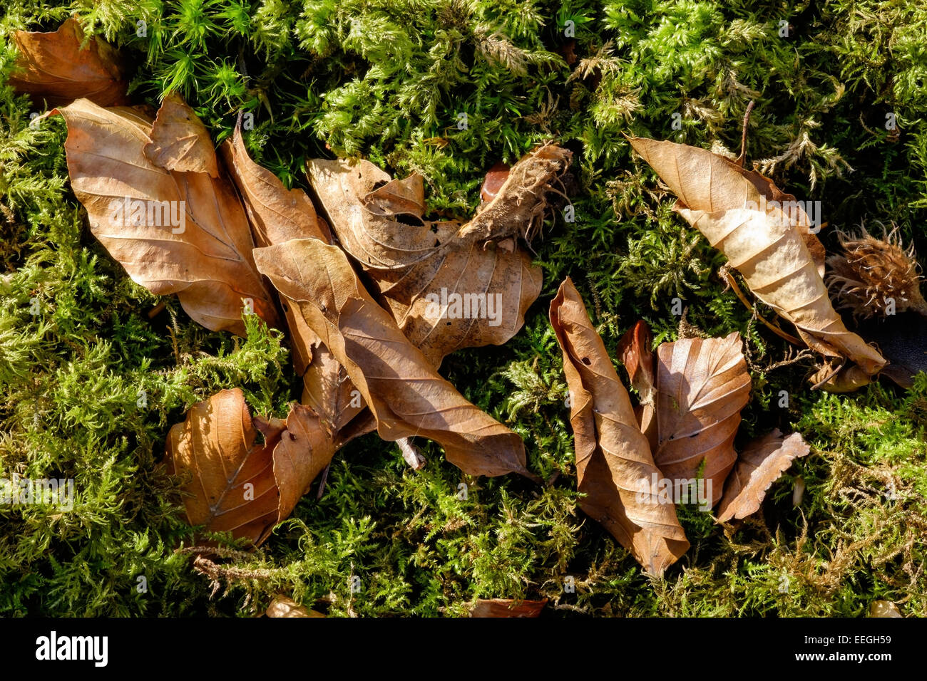 Scottish moss hi-res stock photography and images - Alamy