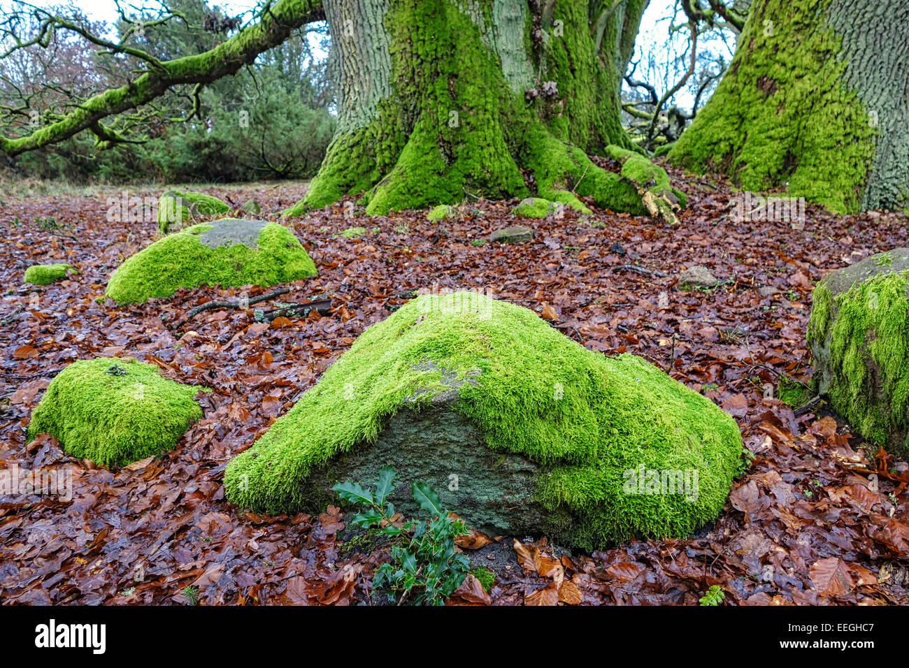 Landscape in the Lueneburger Heide (Germany Stock Photo - Alamy